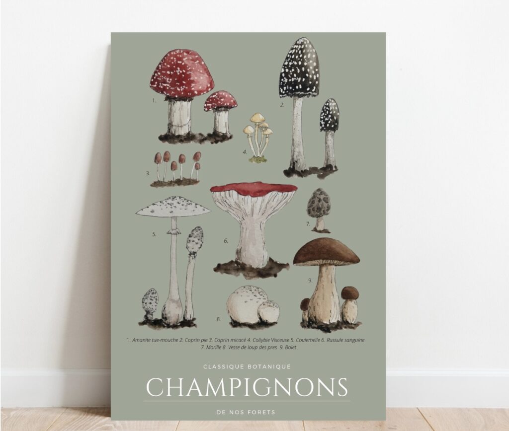 Affiche – Champignons de nos forêts - JUDE N LOU